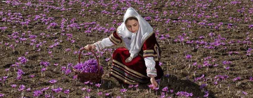Iranian saffron - Tomas Trading