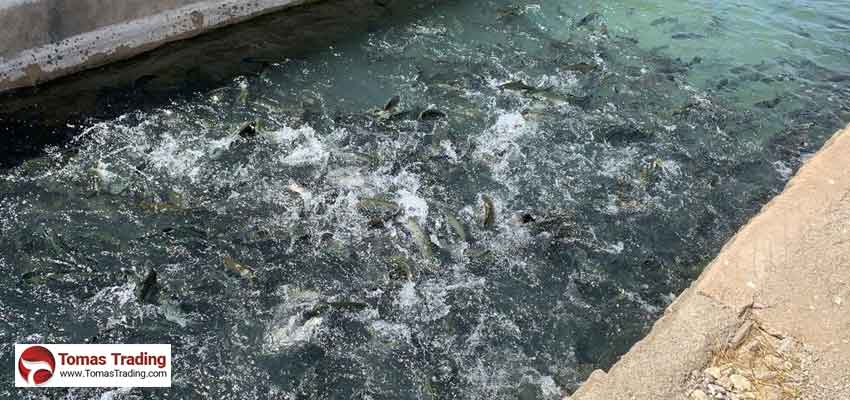 Trout Fish - Tomas Trading